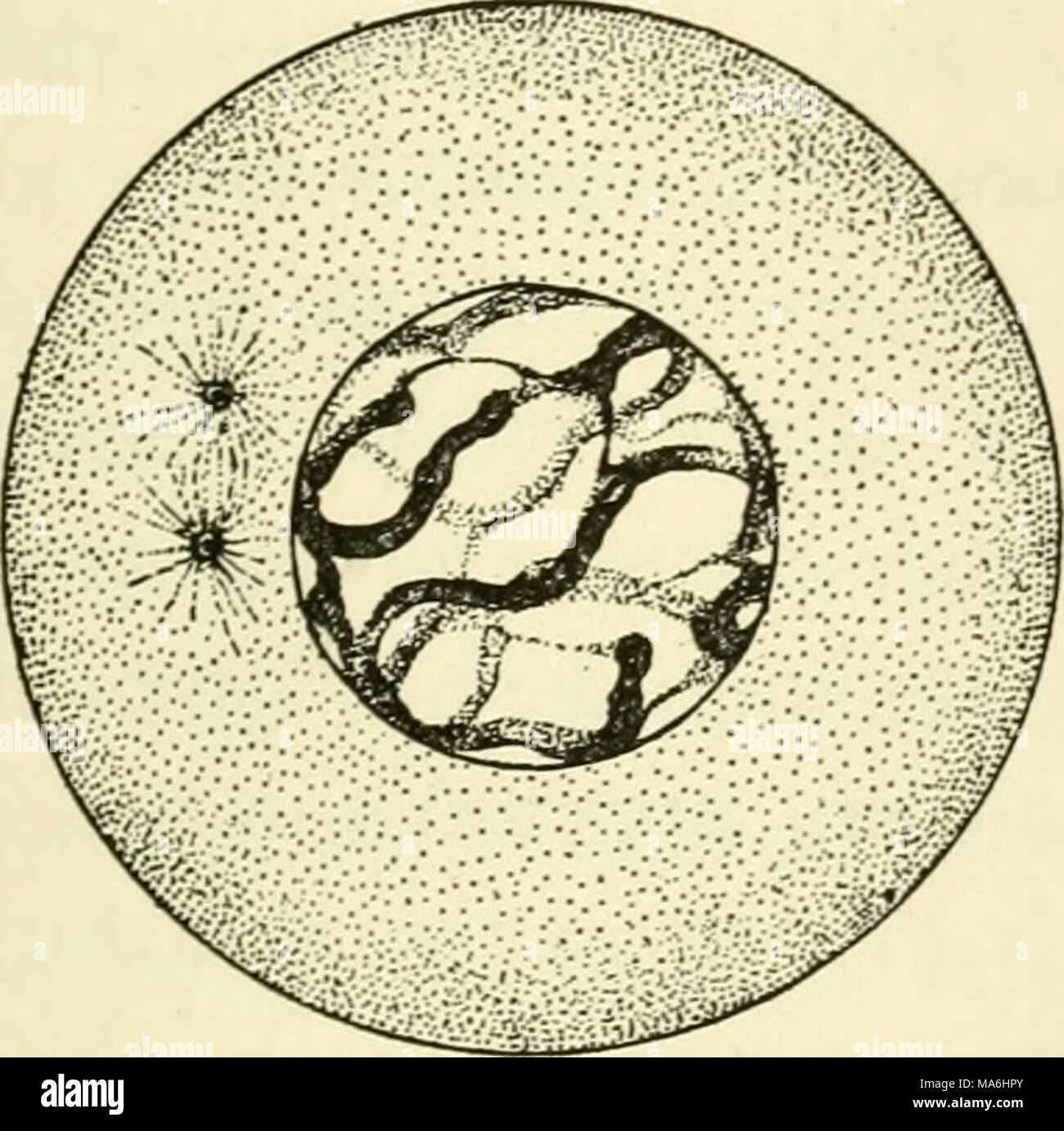 . Elements of biology, with special reference to their rôle in the ...