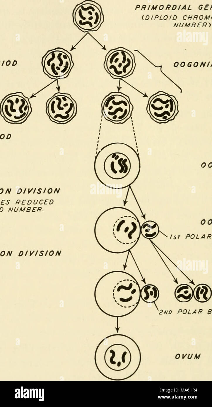 . Elements of biology, with special reference to their rôle in the ...