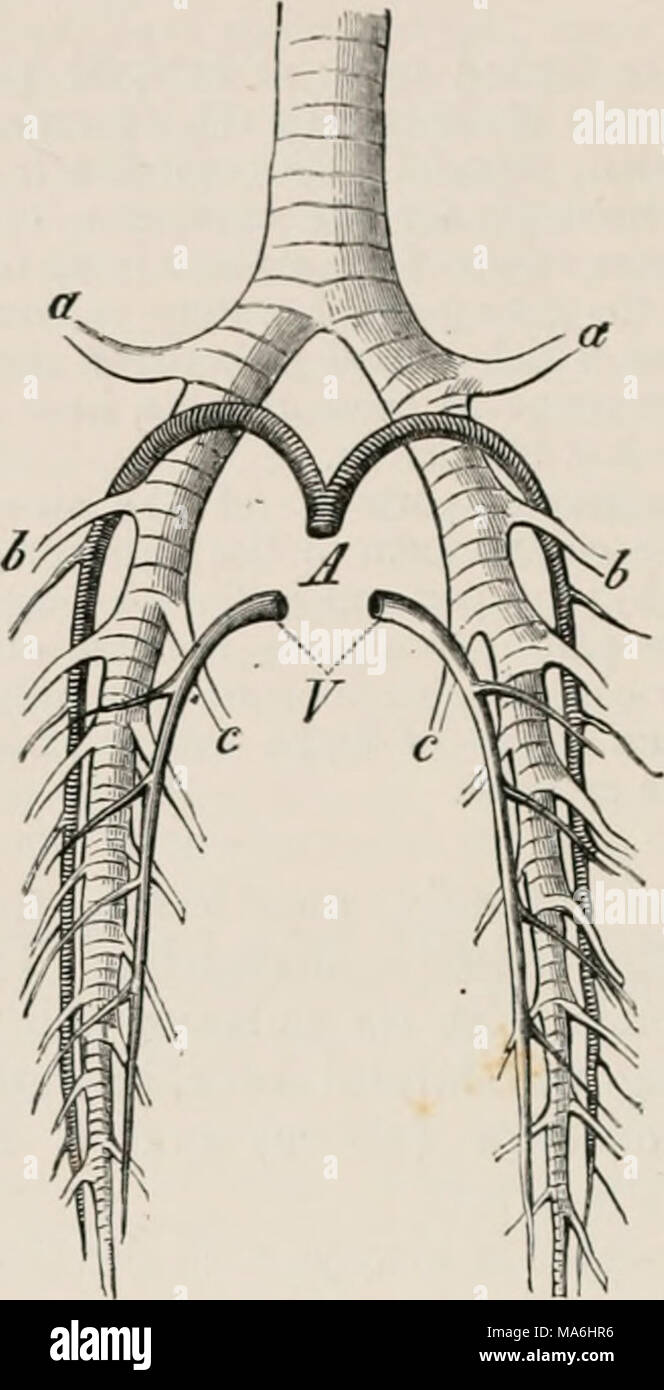 . Elements of the comparative anatomy of vertebrates Stock Photo - Alamy