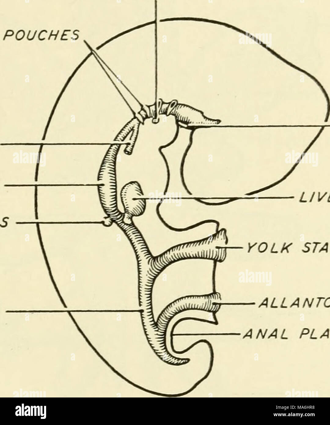 . Elements of biology, with special reference to their rôle in the ...