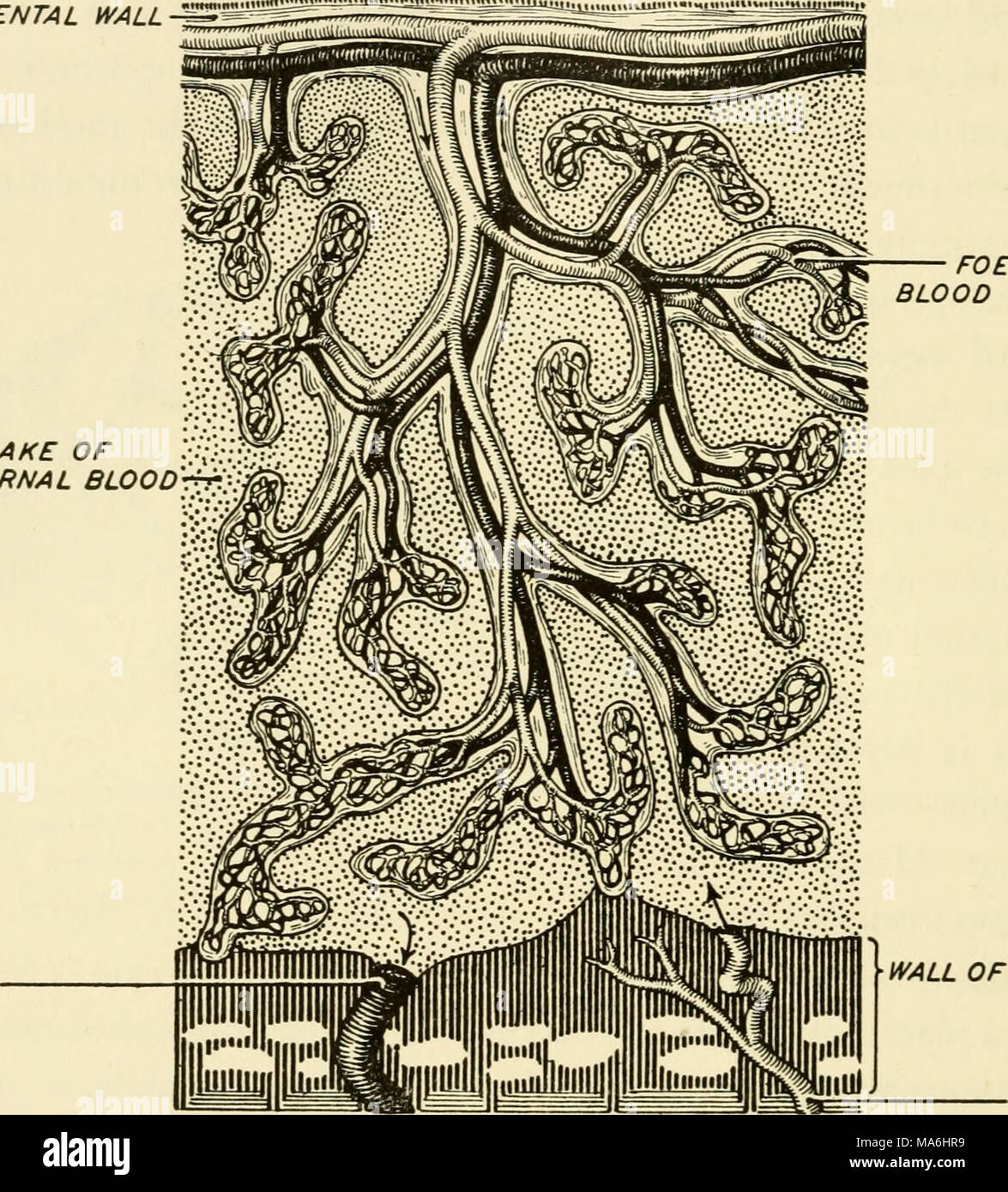 . Elements of biology, with special reference to their rôle in the ...