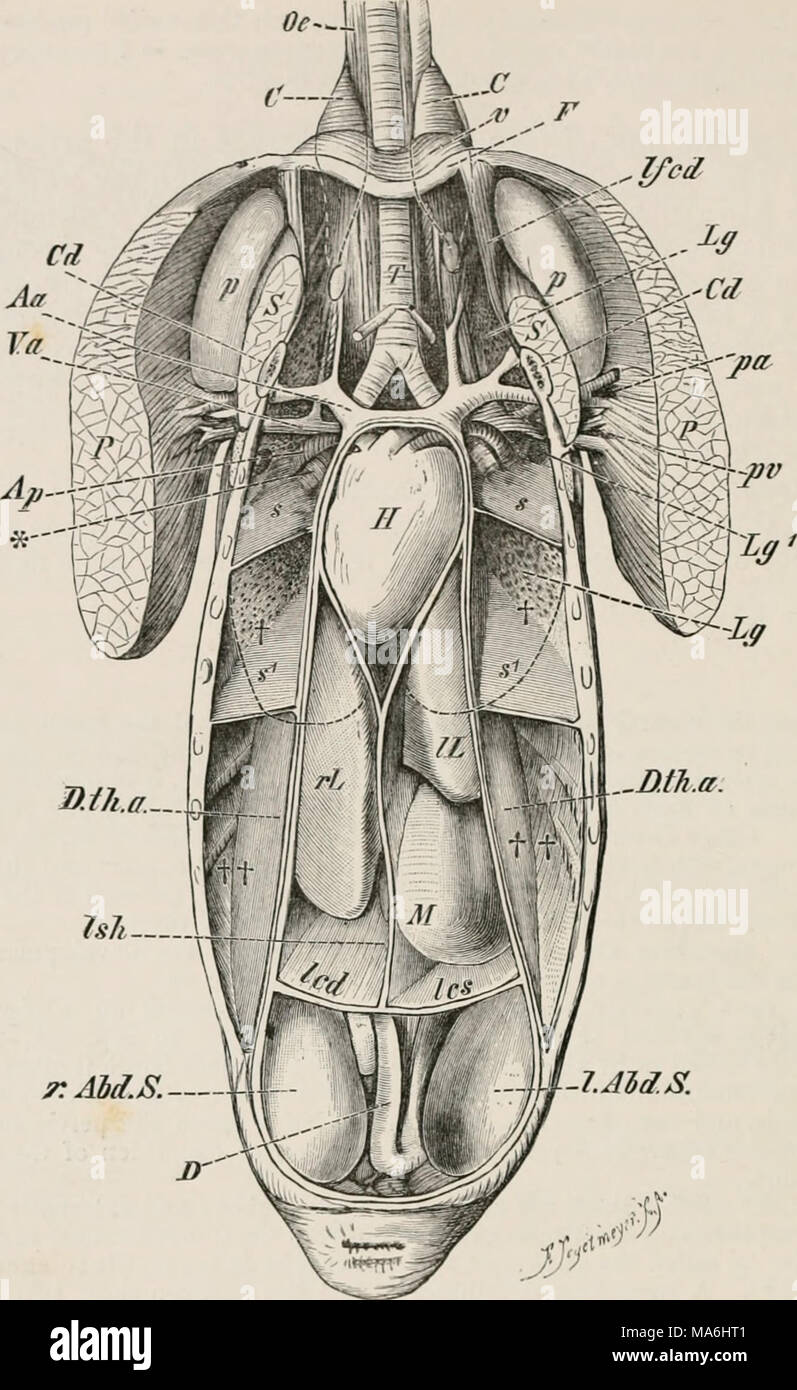 . Elements of the comparative anatomy of vertebrates Stock Photo - Alamy