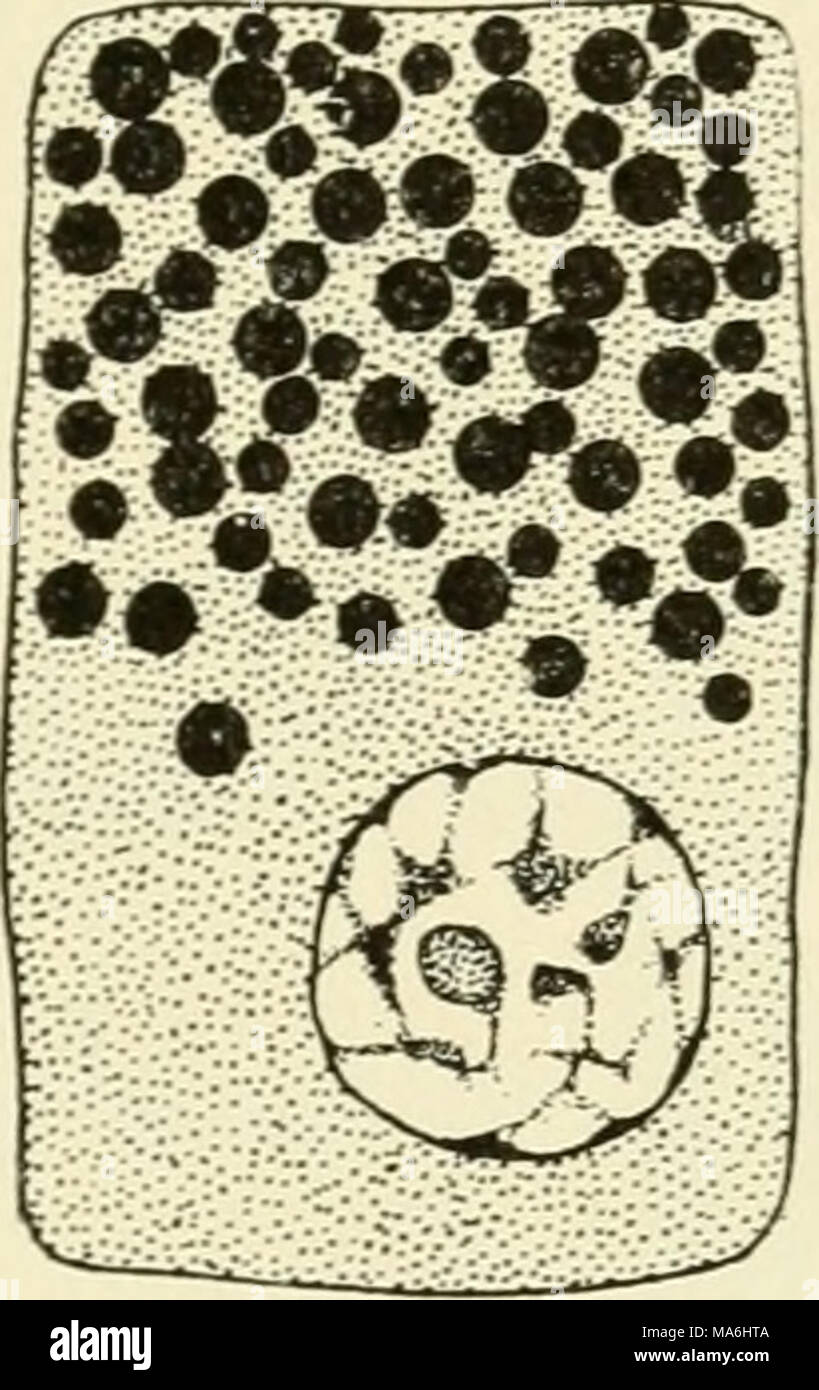 . Elements of biology, with special reference to their rôle in the ...