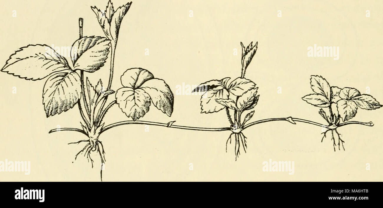 . Elements of biology, with special reference to their rôle in the ...