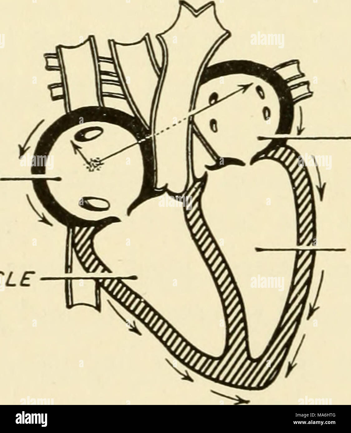 . Elements of biology, with special reference to their rôle in the ...