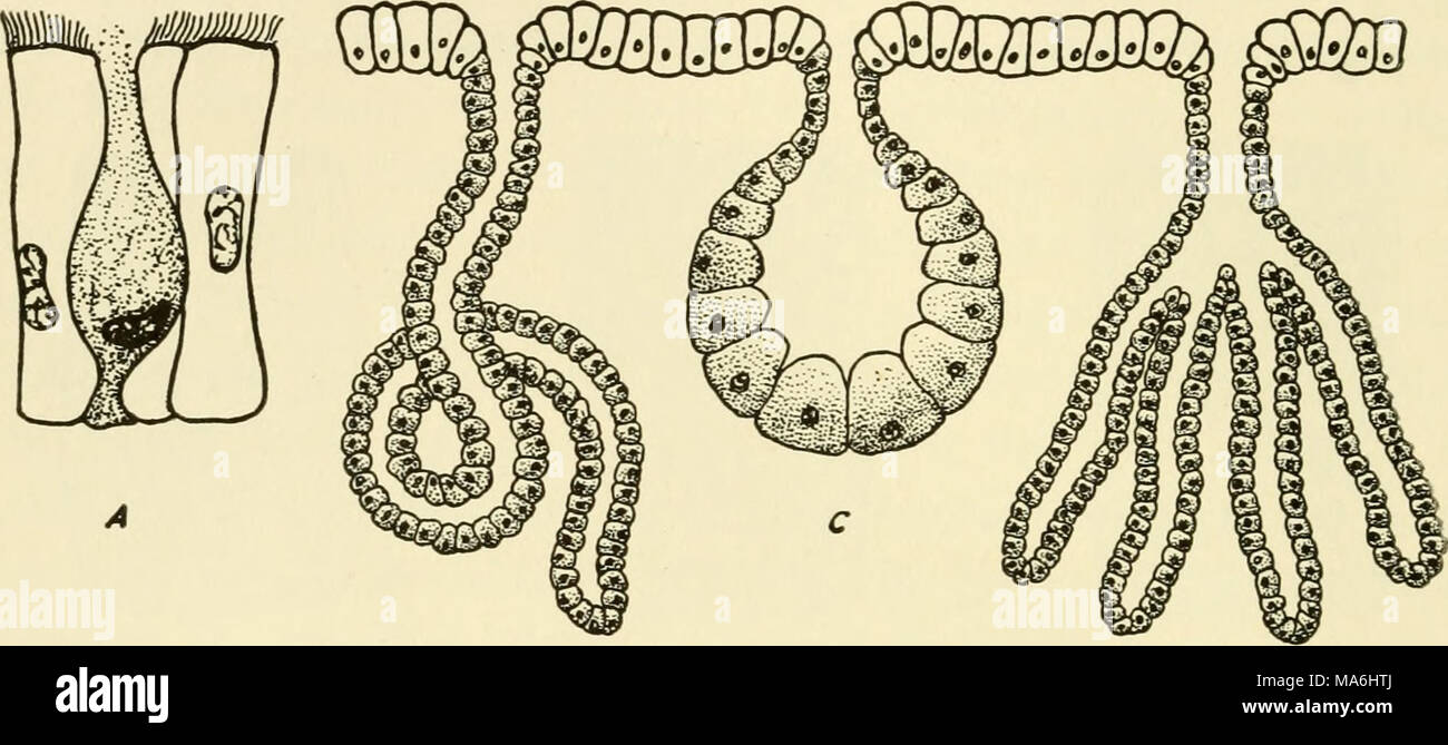 . Elements of biology, with special reference to their rôle in the ...