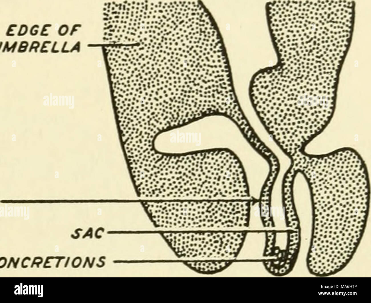 . Elements of biology, with special reference to their rôle in the ...