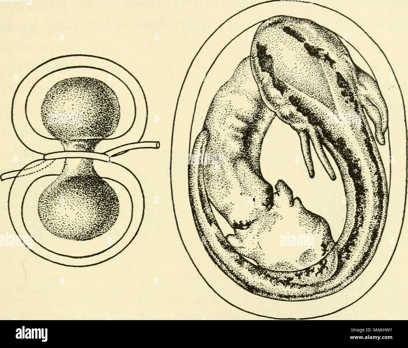 . Elements of biology, with special reference to their rôle in the ...