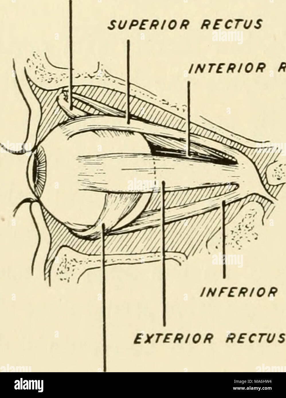 . Elements of biology, with special reference to their rôle in the ...