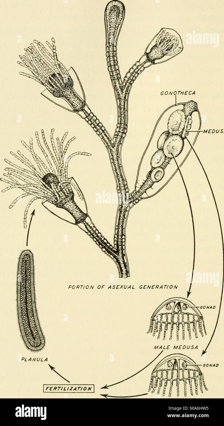 . Elements of biology, with special reference to their rôle in the ...