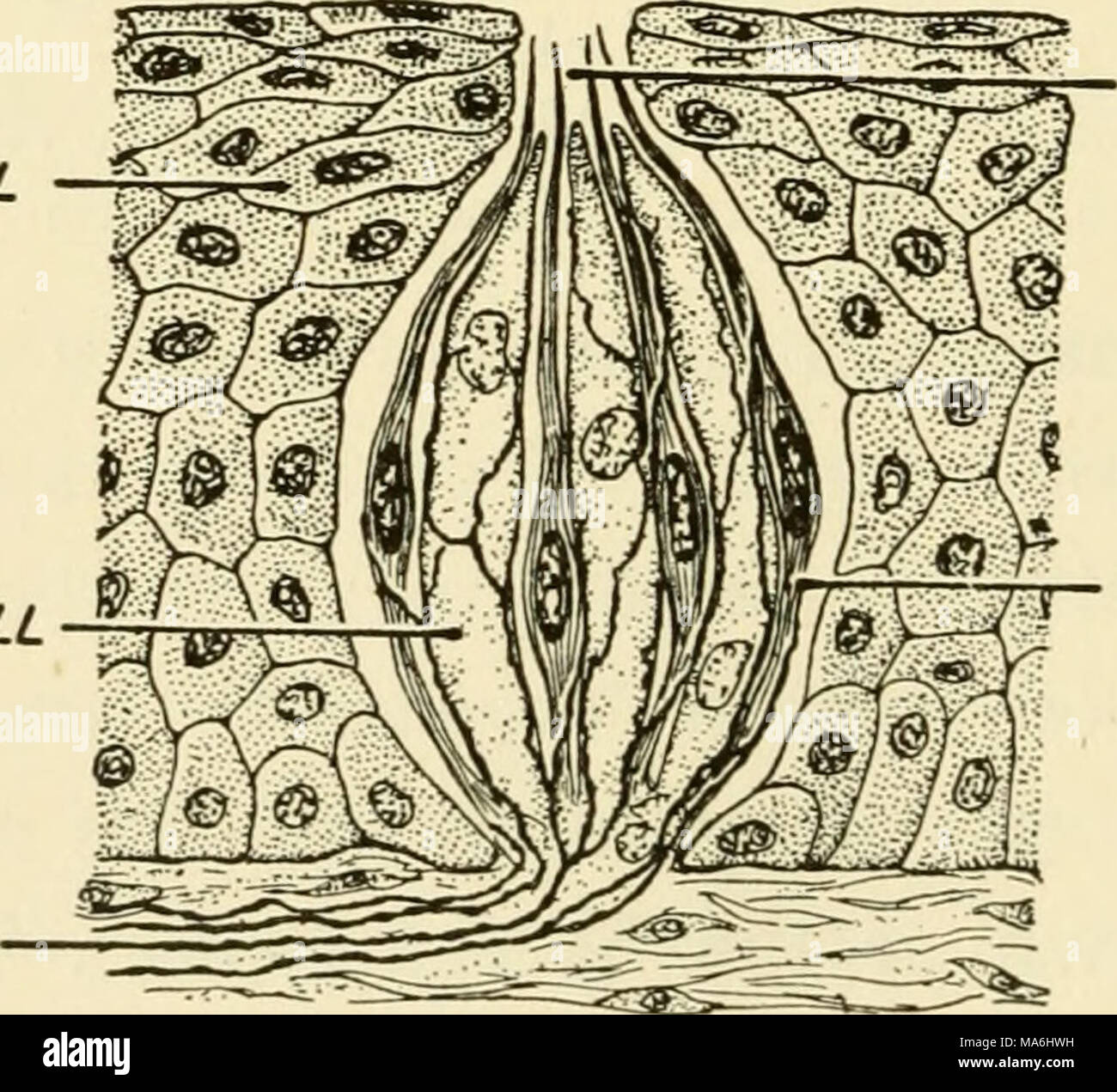 . Elements of biology, with special reference to their rôle in the ...
