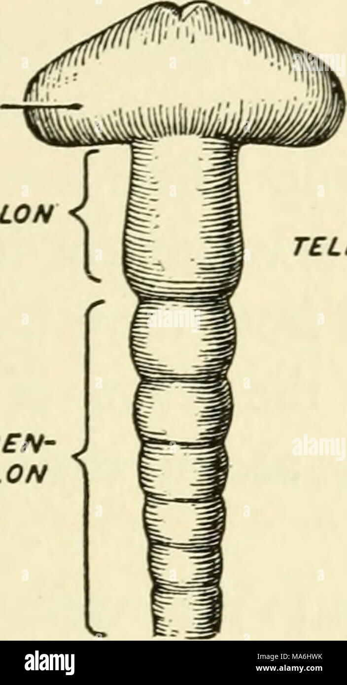 . Elements of biology, with special reference to their rôle in the ...