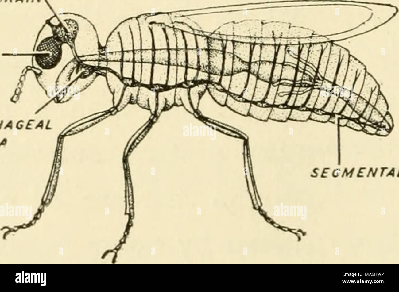 . Elements of biology, with special reference to their rôle in the ...