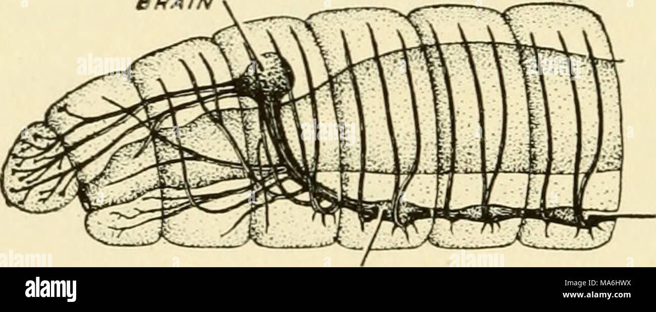 . Elements of biology, with special reference to their rôle in the ...