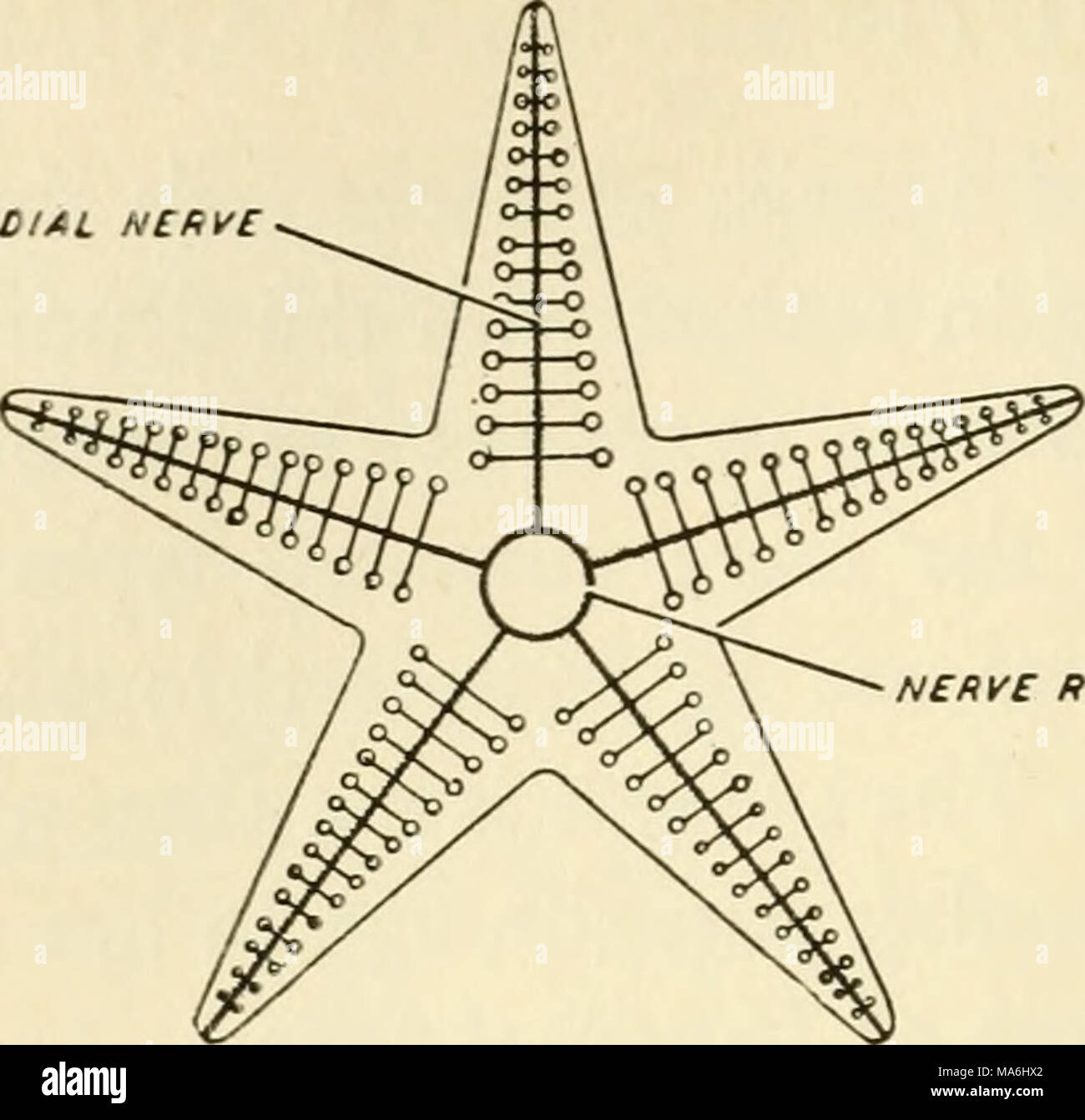 . Elements of biology, with special reference to their rôle in the ...