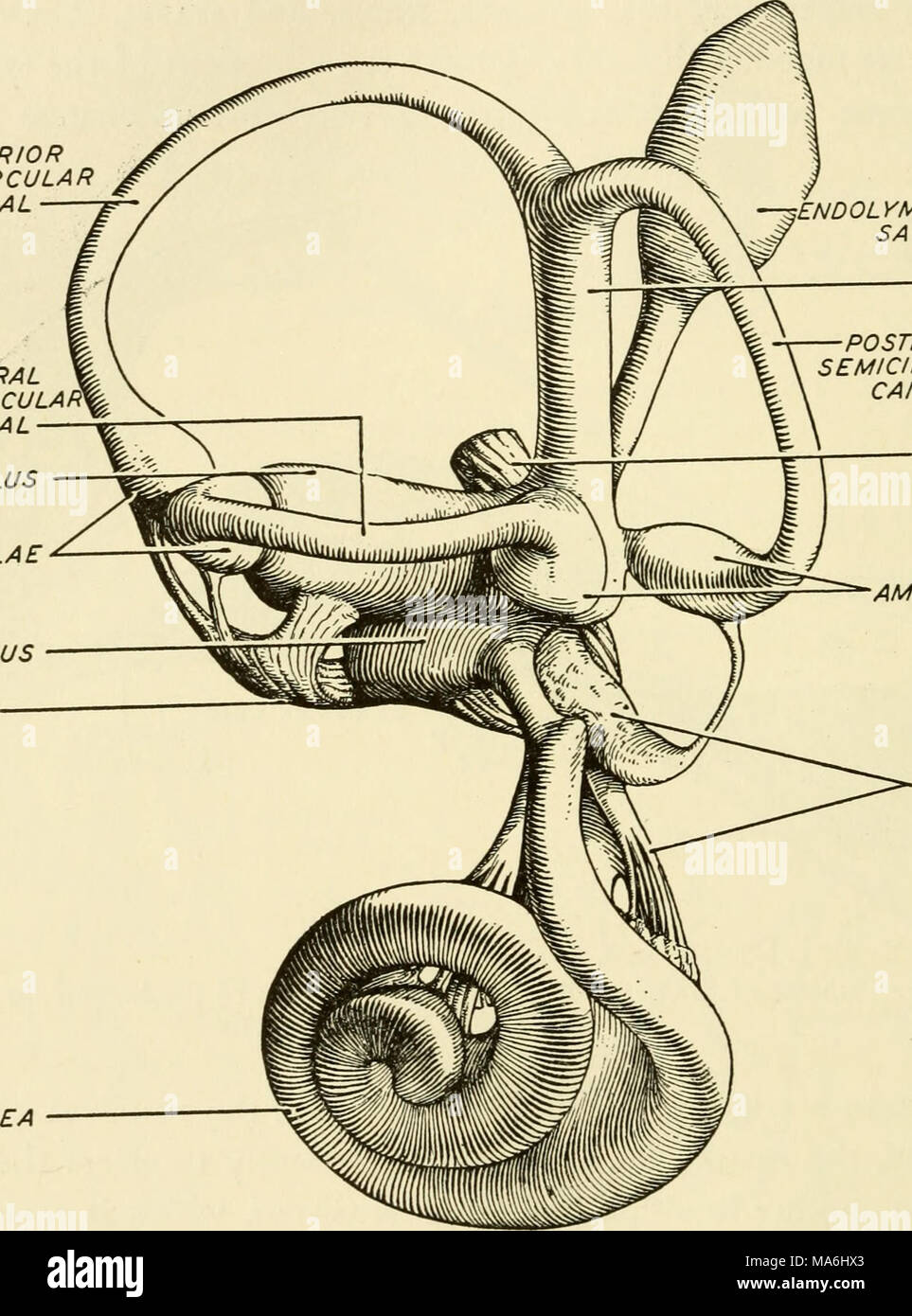. Elements of biology, with special reference to their rôle in the ...