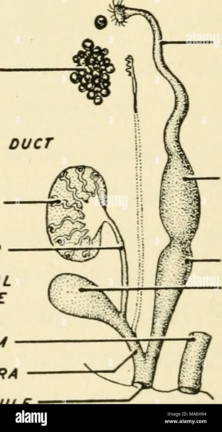 . Elements of biology, with special reference to their rôle in the ...