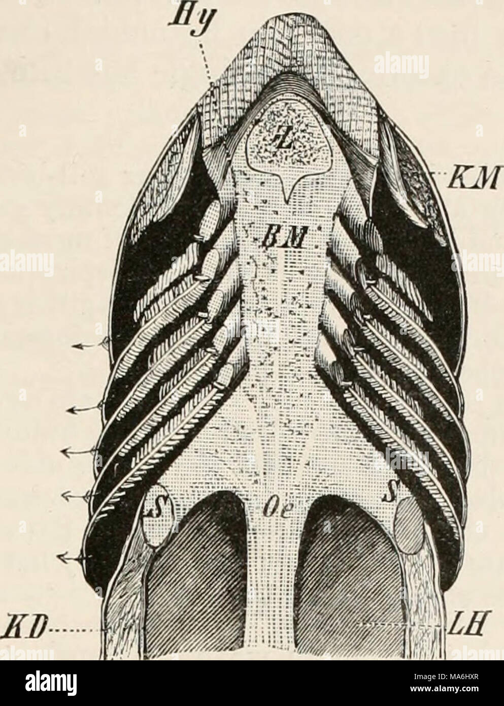 . Elements of the comparative anatomy of vertebrates Stock Photo - Alamy