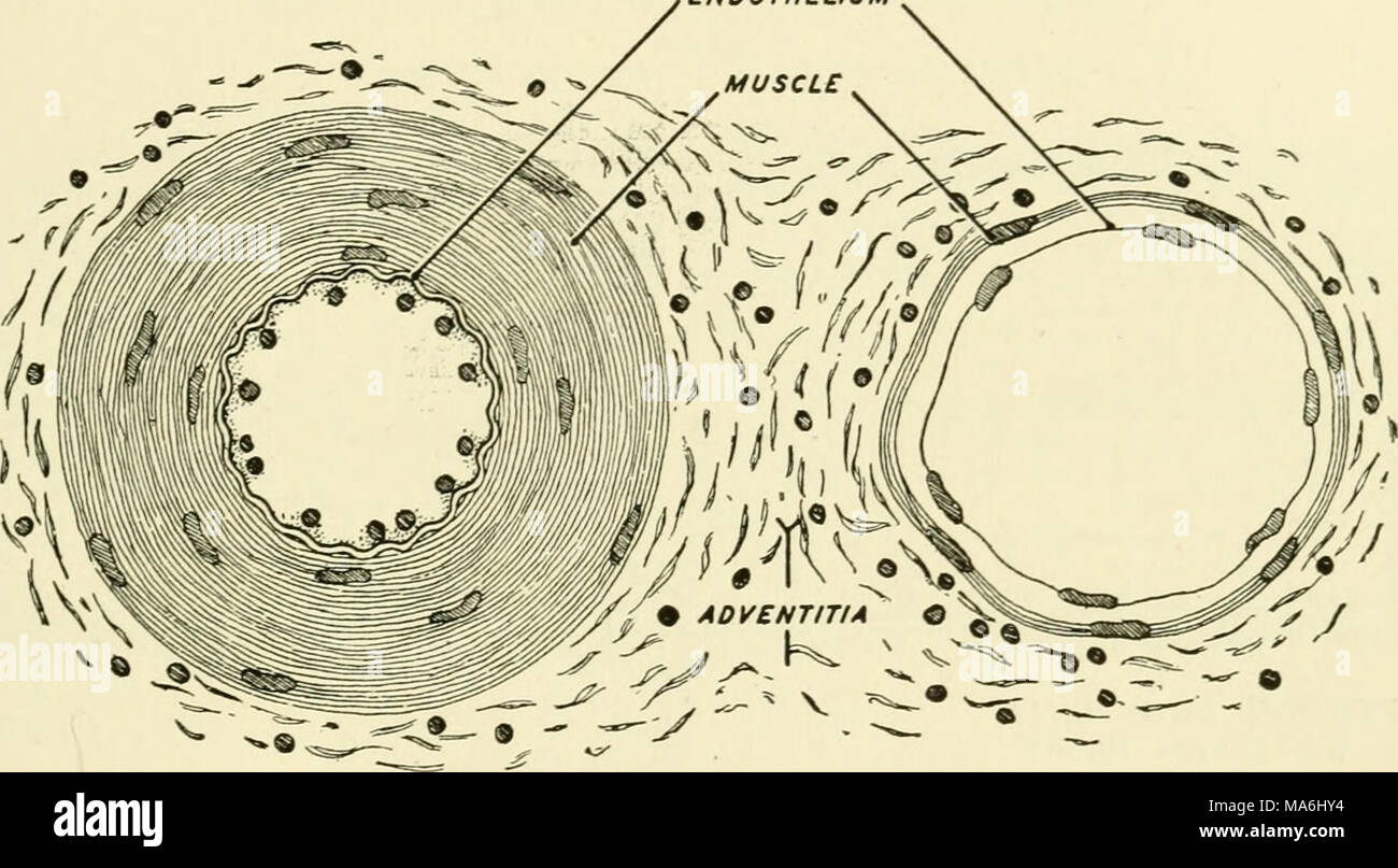 . Elements of biology, with special reference to their rôle in the ...