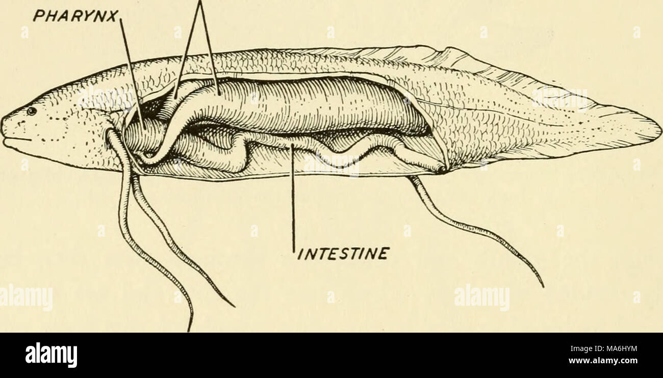 . Elements of biology, with special reference to their rôle in the ...