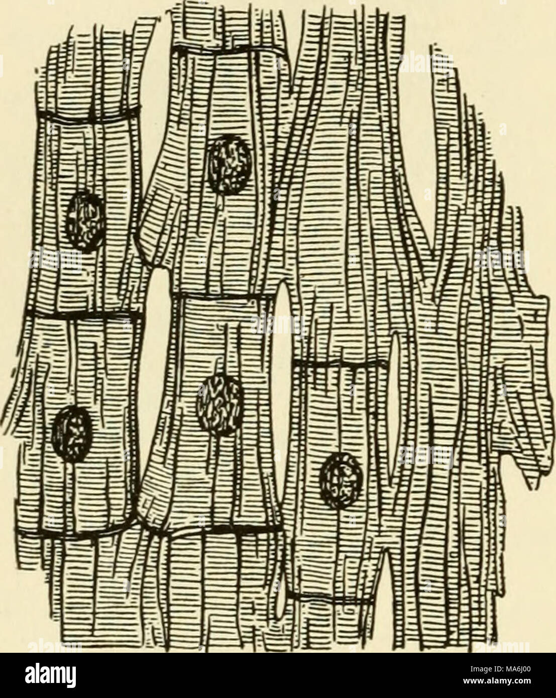 . Elements of biology, with special reference to their rôle in the ...