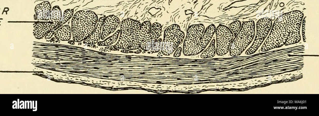 . Elements of biology, with special reference to their rôle in the ...