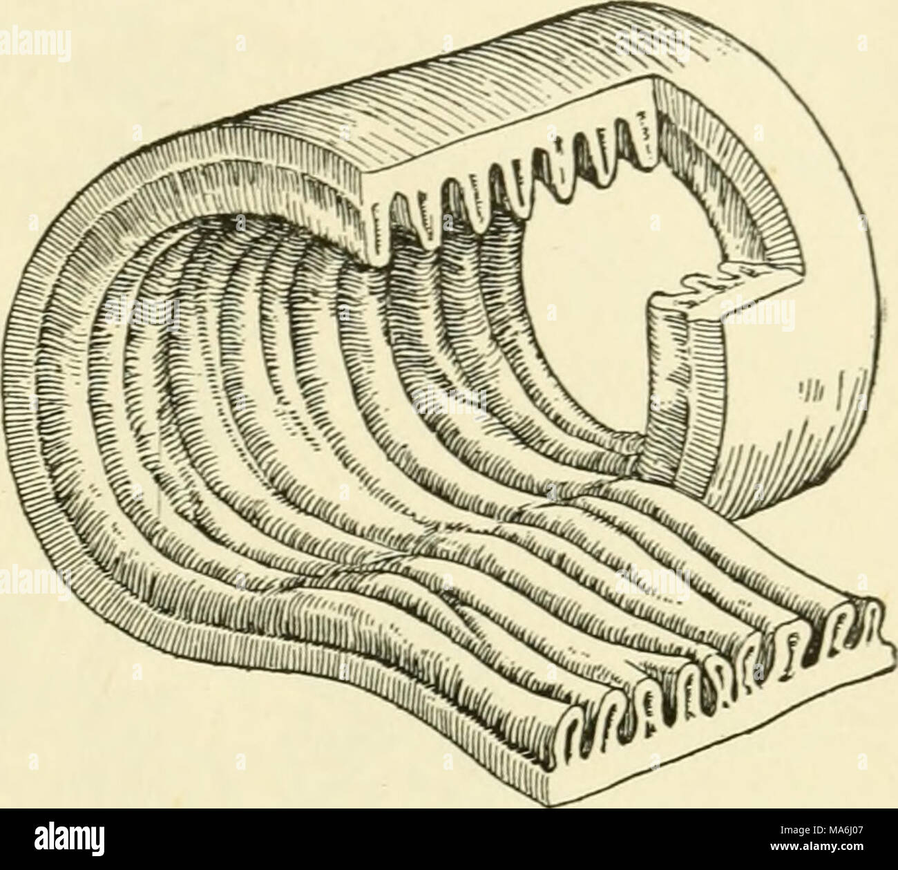 . Elements of biology, with special reference to their rôle in the ...