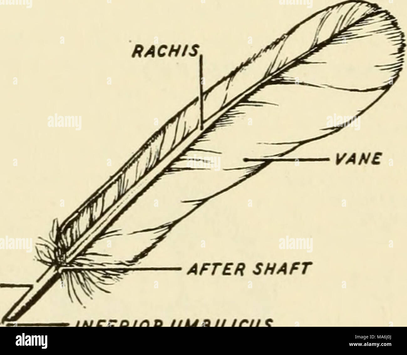 . Elements of biology, with special reference to their rôle in the ...