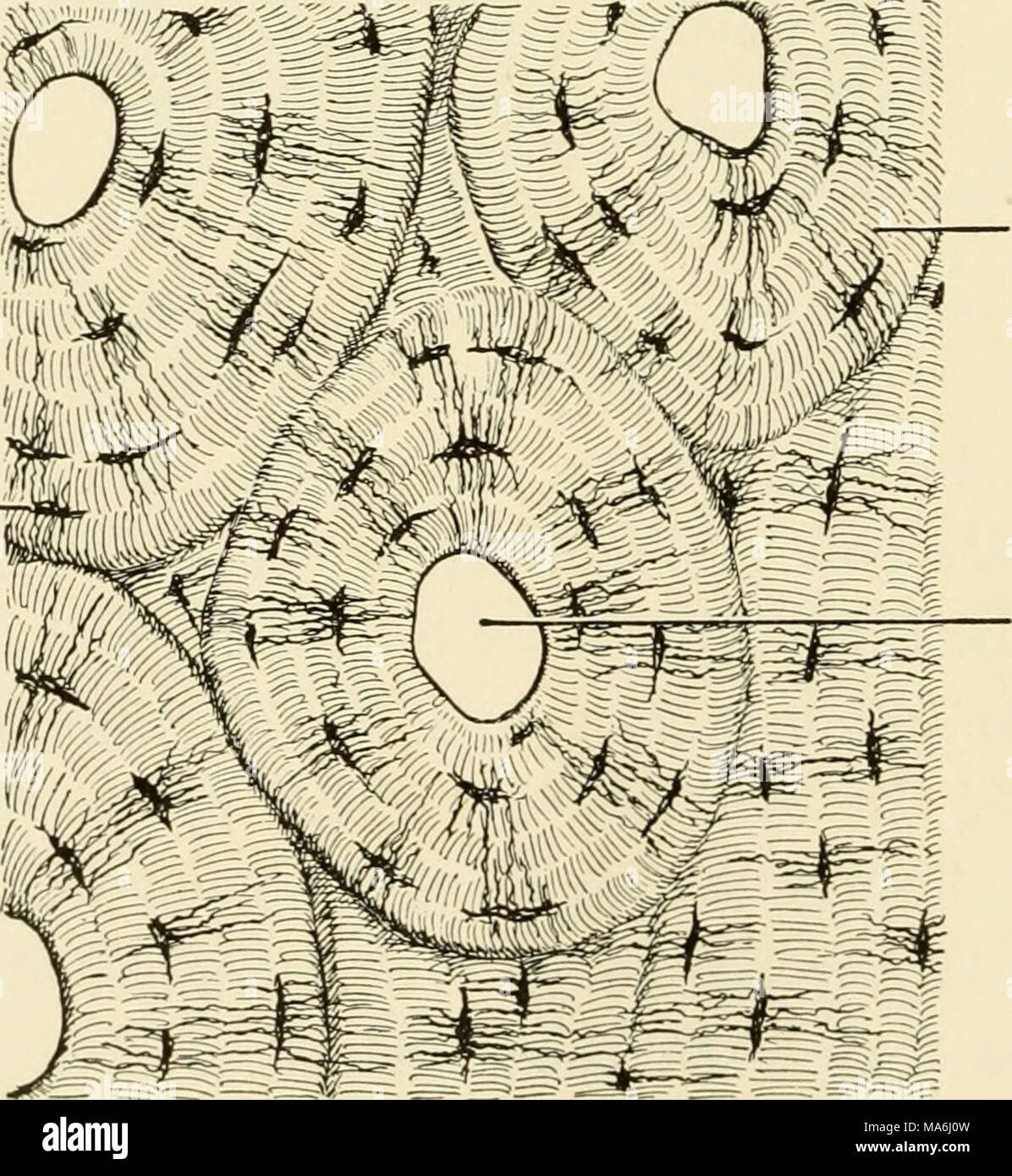 . Elements of biology, with special reference to their rôle in the ...