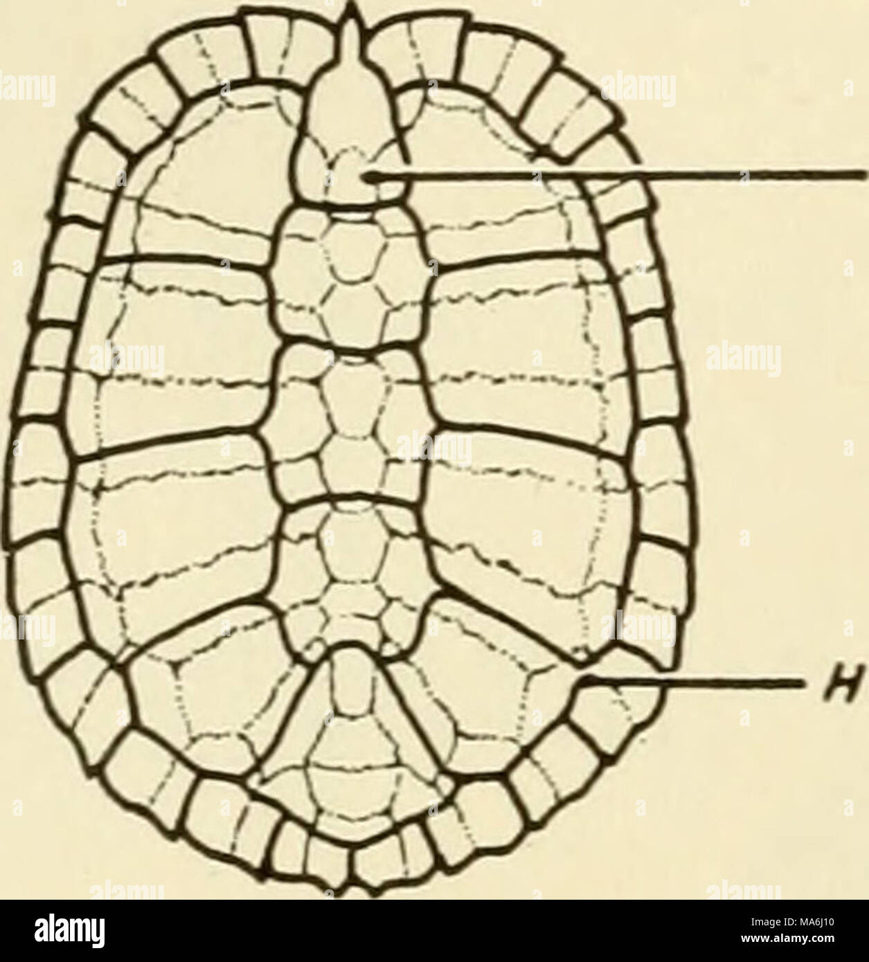 . Elements of biology, with special reference to their rôle in the ...