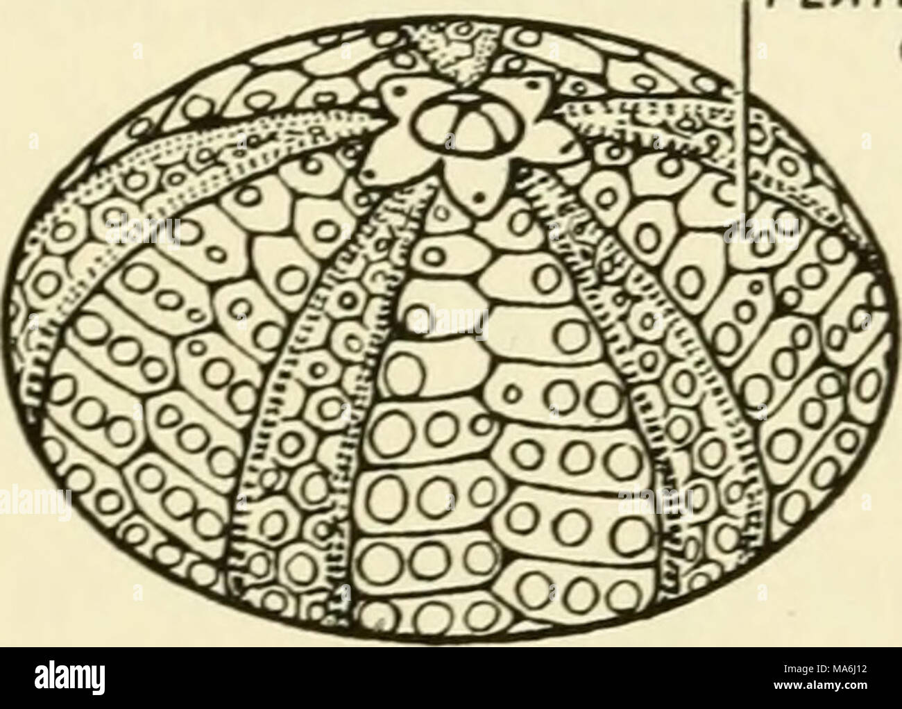 . Elements of biology, with special reference to their rôle in the ...