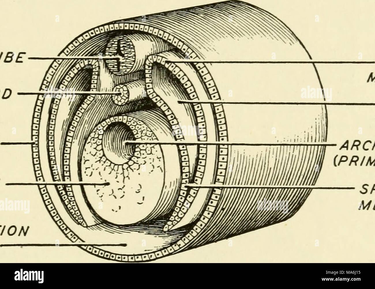 . Elements of biology, with special reference to their rôle in the ...