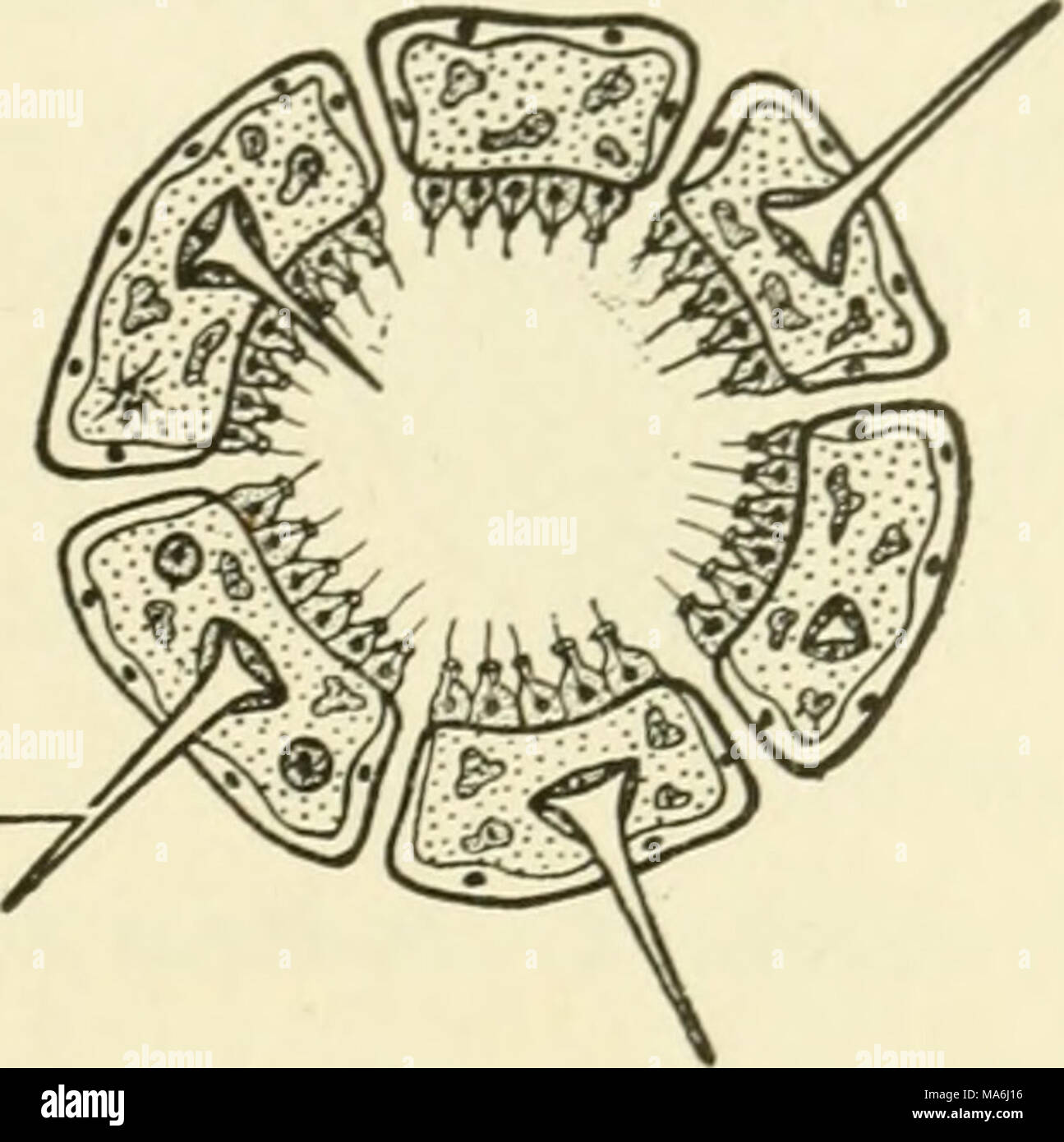 . Elements of biology, with special reference to their rôle in the ...