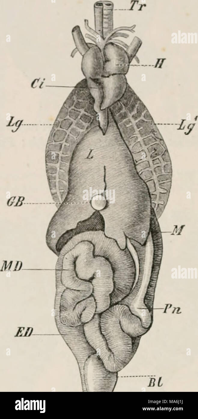 . Elements of the comparative anatomy of vertebrates Stock Photo - Alamy