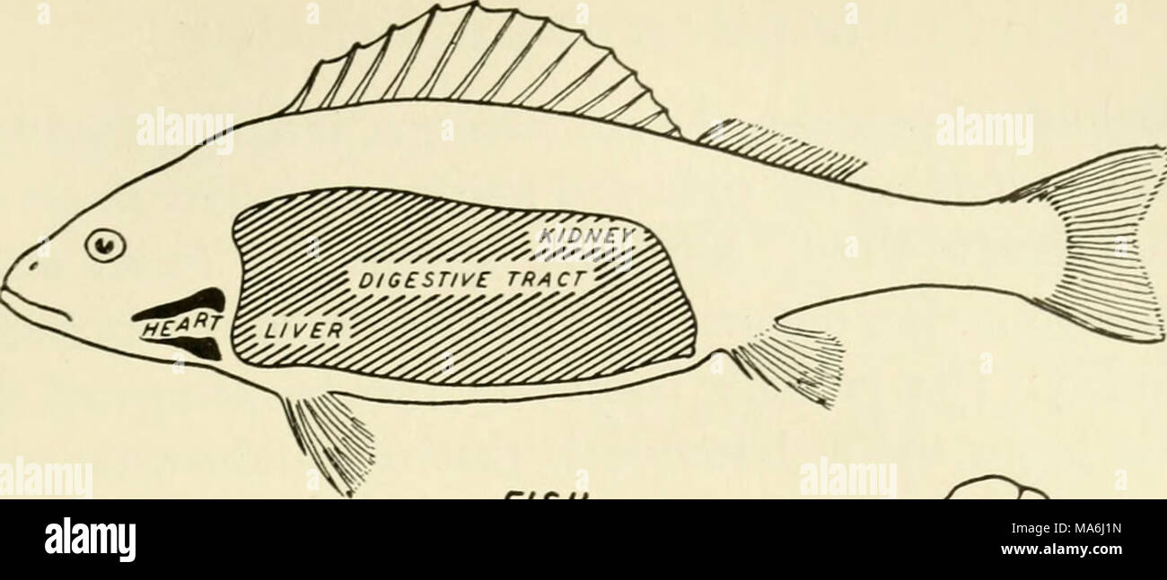 . Elements of biology, with special reference to their rôle in the ...