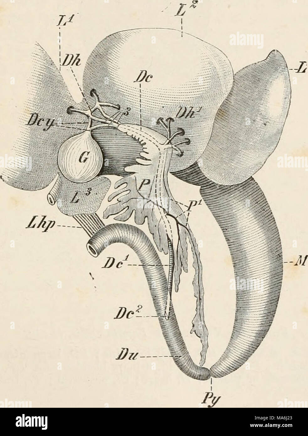 . Elements of the comparative anatomy of vertebrates Stock Photo - Alamy