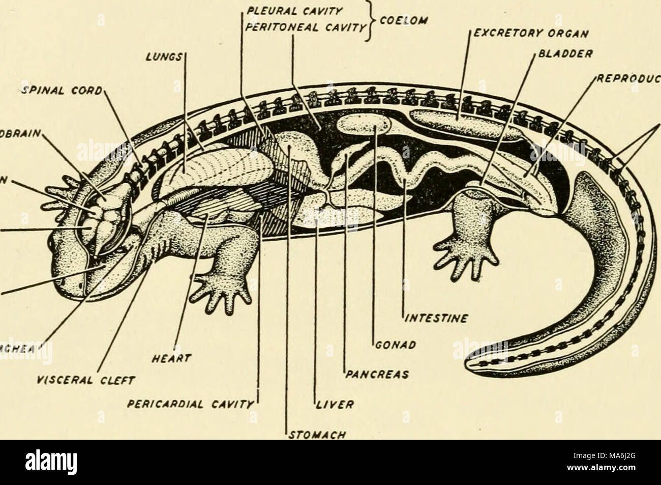 . Elements of biology, with special reference to their rôle in the ...
