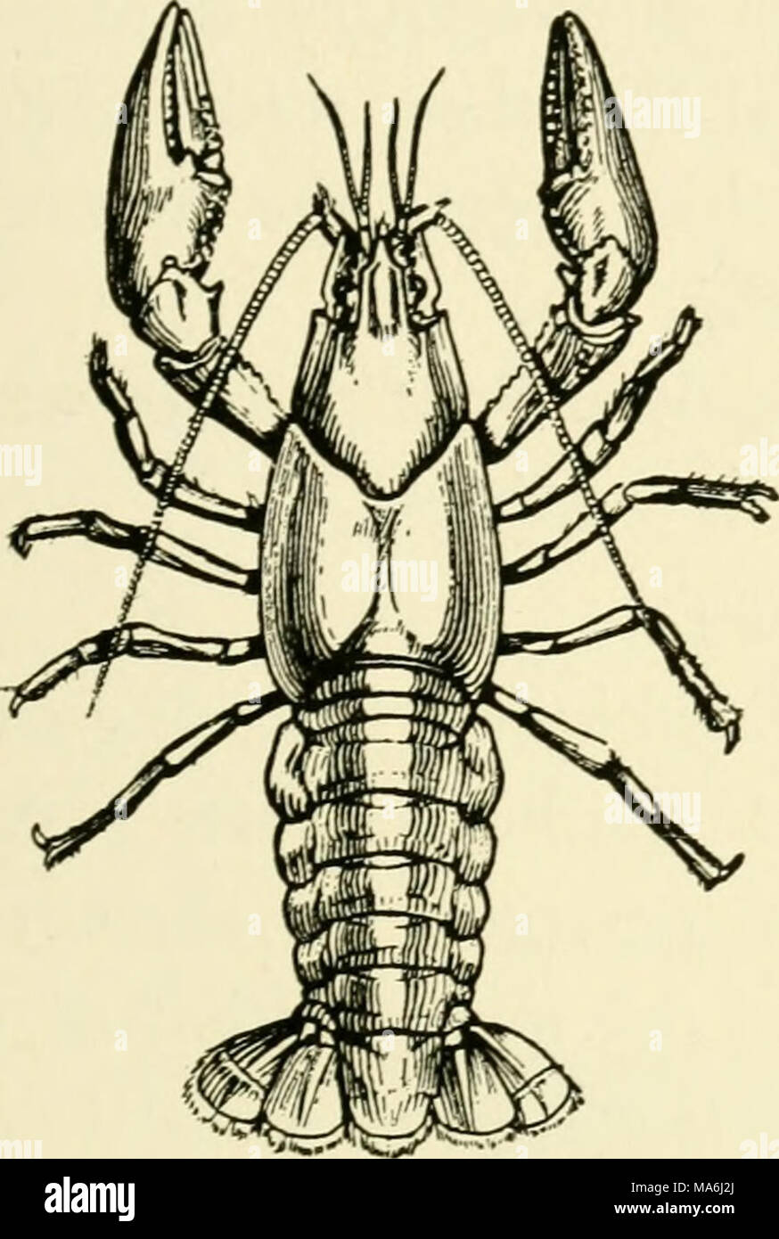 . Elements of biology, with special reference to their rôle in the ...