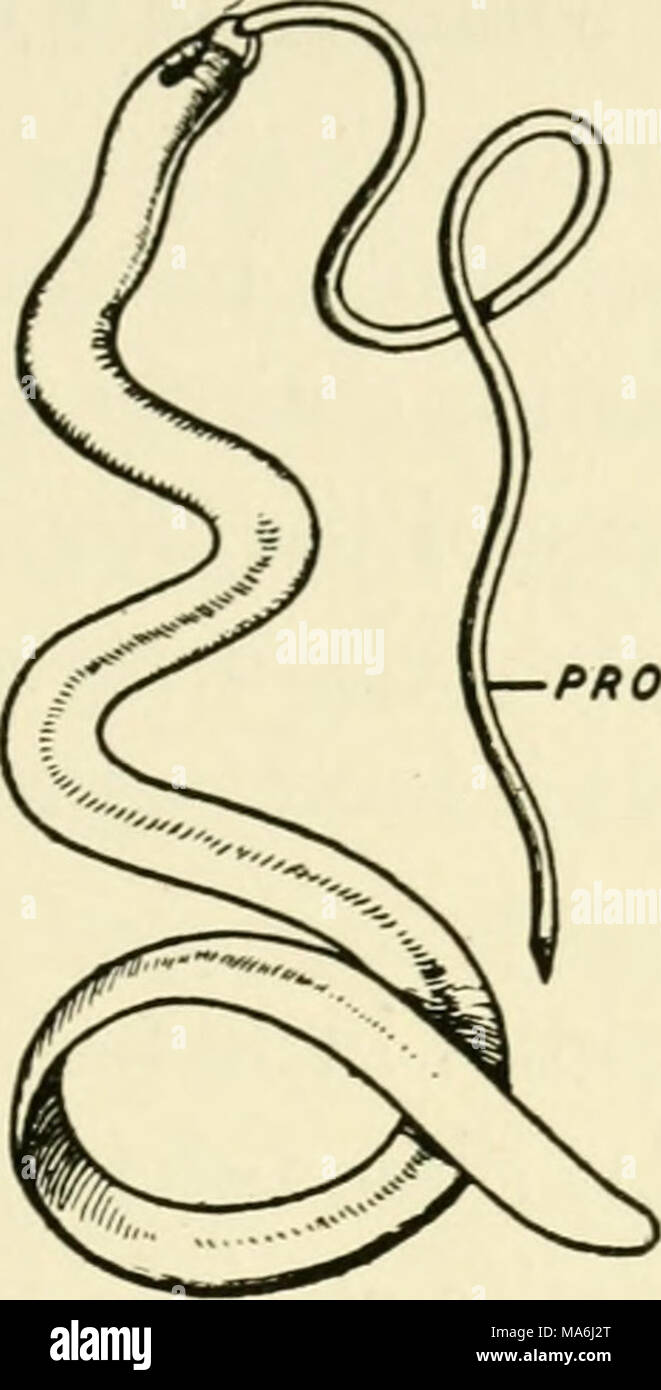 . Elements of biology, with special reference to their rÃ´le in the ...