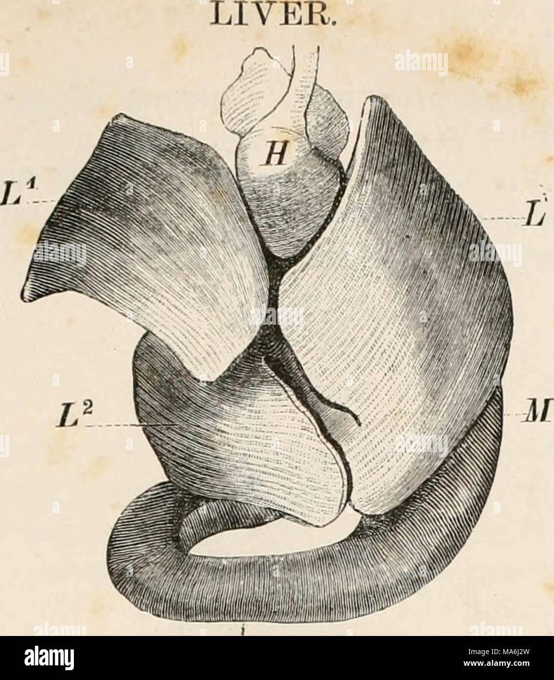 . Elements of the comparative anatomy of vertebrates Stock Photo - Alamy