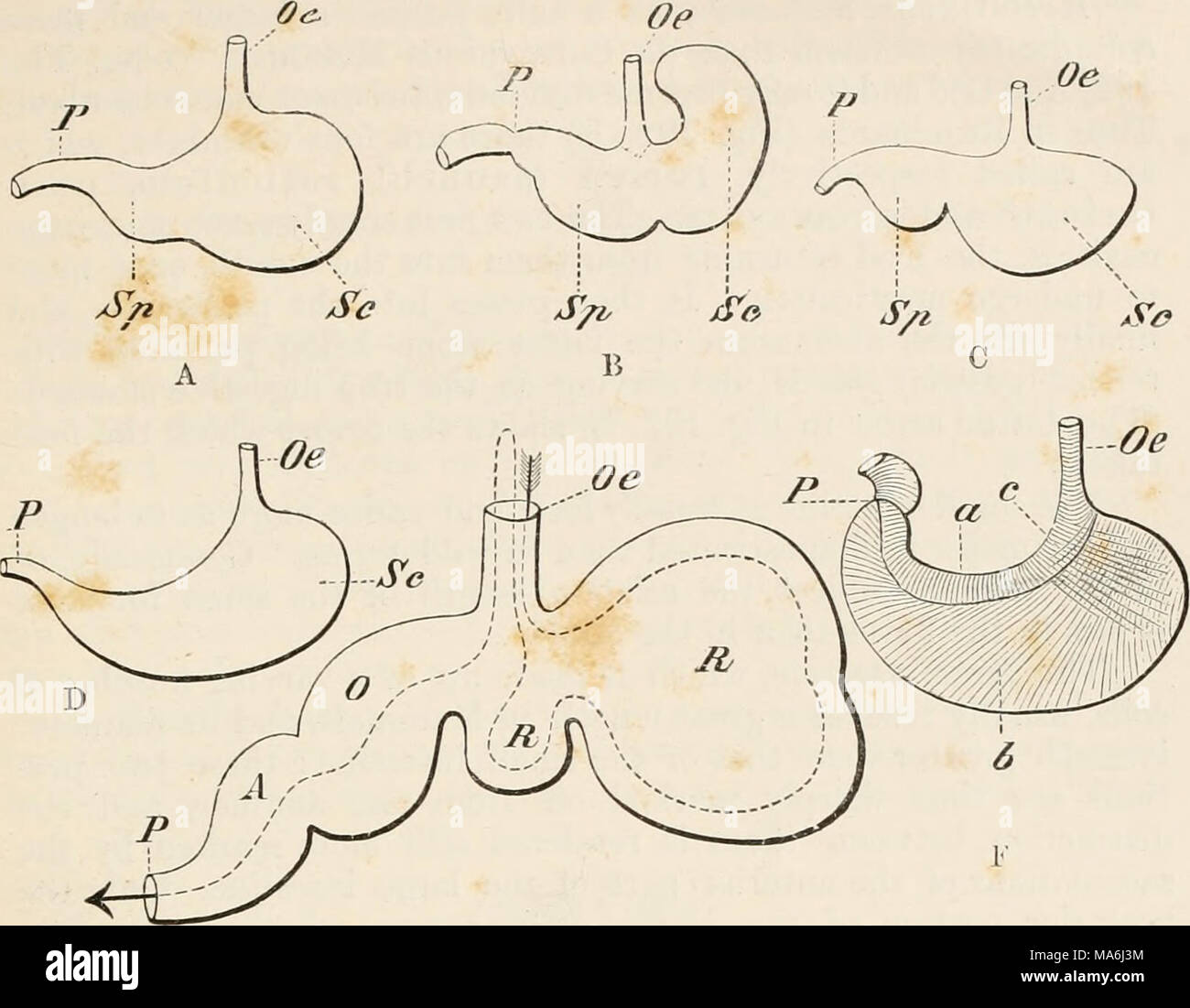 . Elements of the comparative anatomy of vertebrates Stock Photo - Alamy
