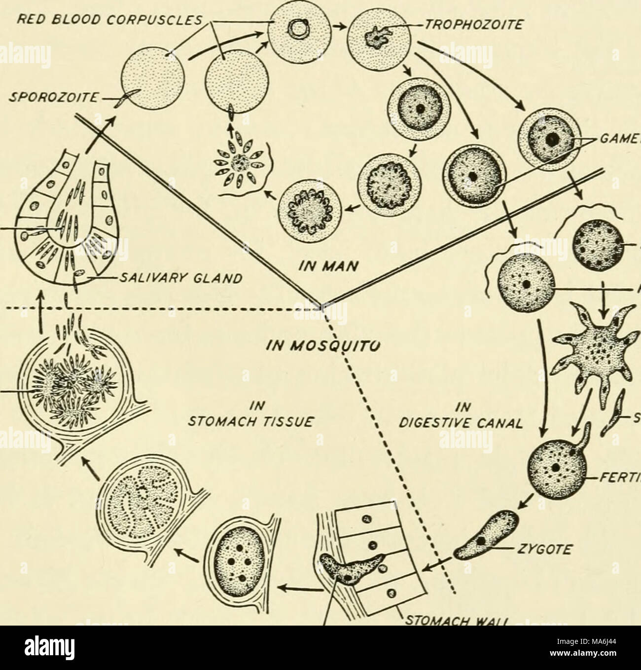 . Elements of biology, with special reference to their rôle in the ...