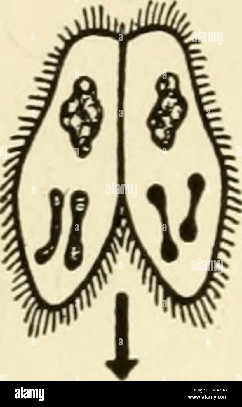 . Elements of biology, with special reference to their rôle in the ...