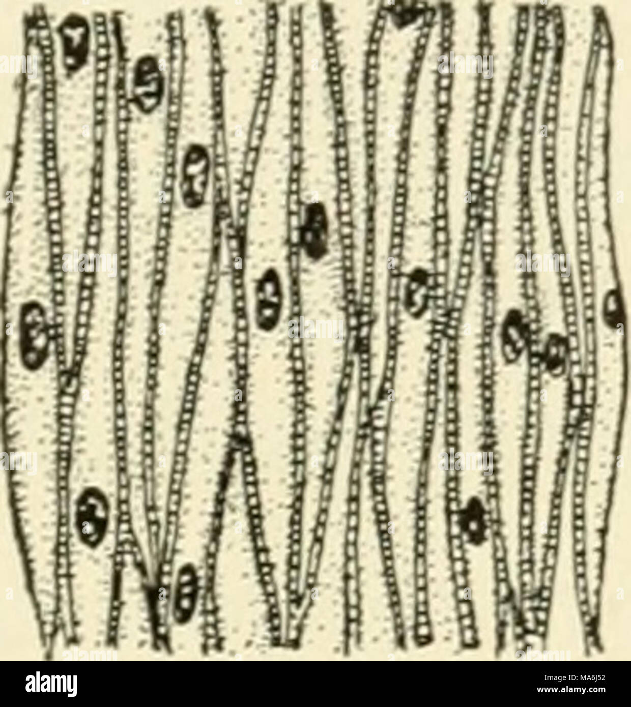 . Elements of biology, with special reference to their rôle in the ...