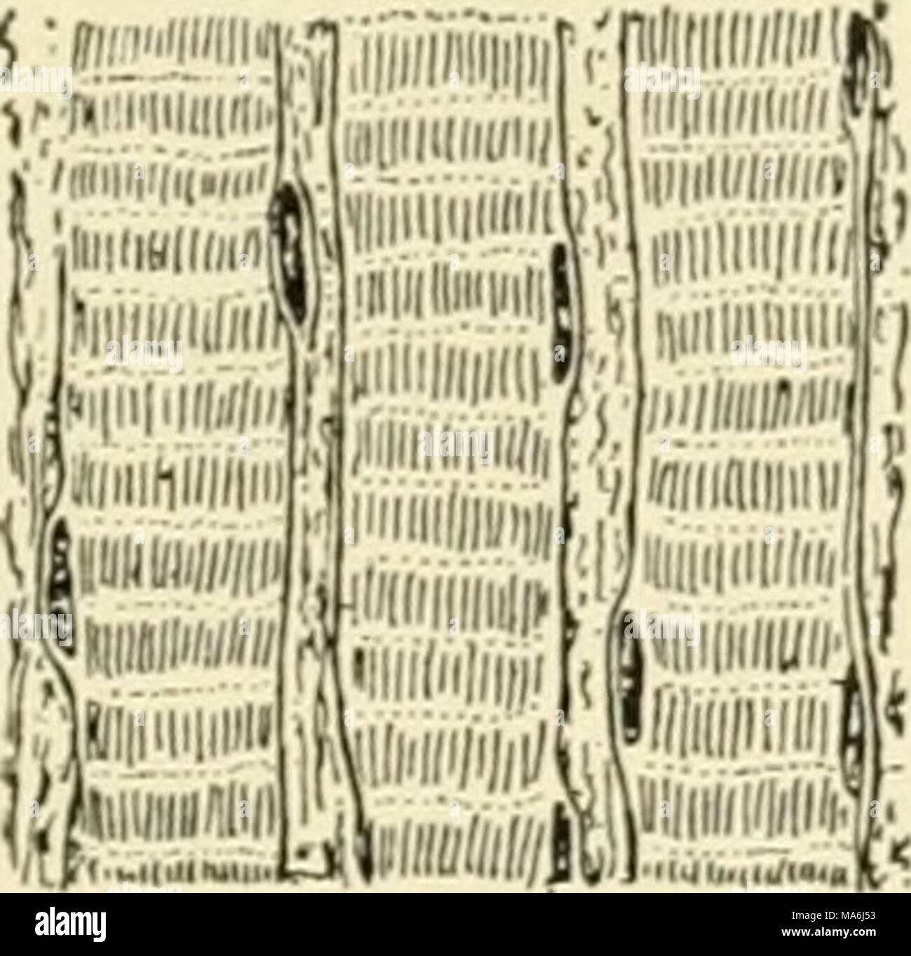 . Elements of biology, with special reference to their rôle in the ...