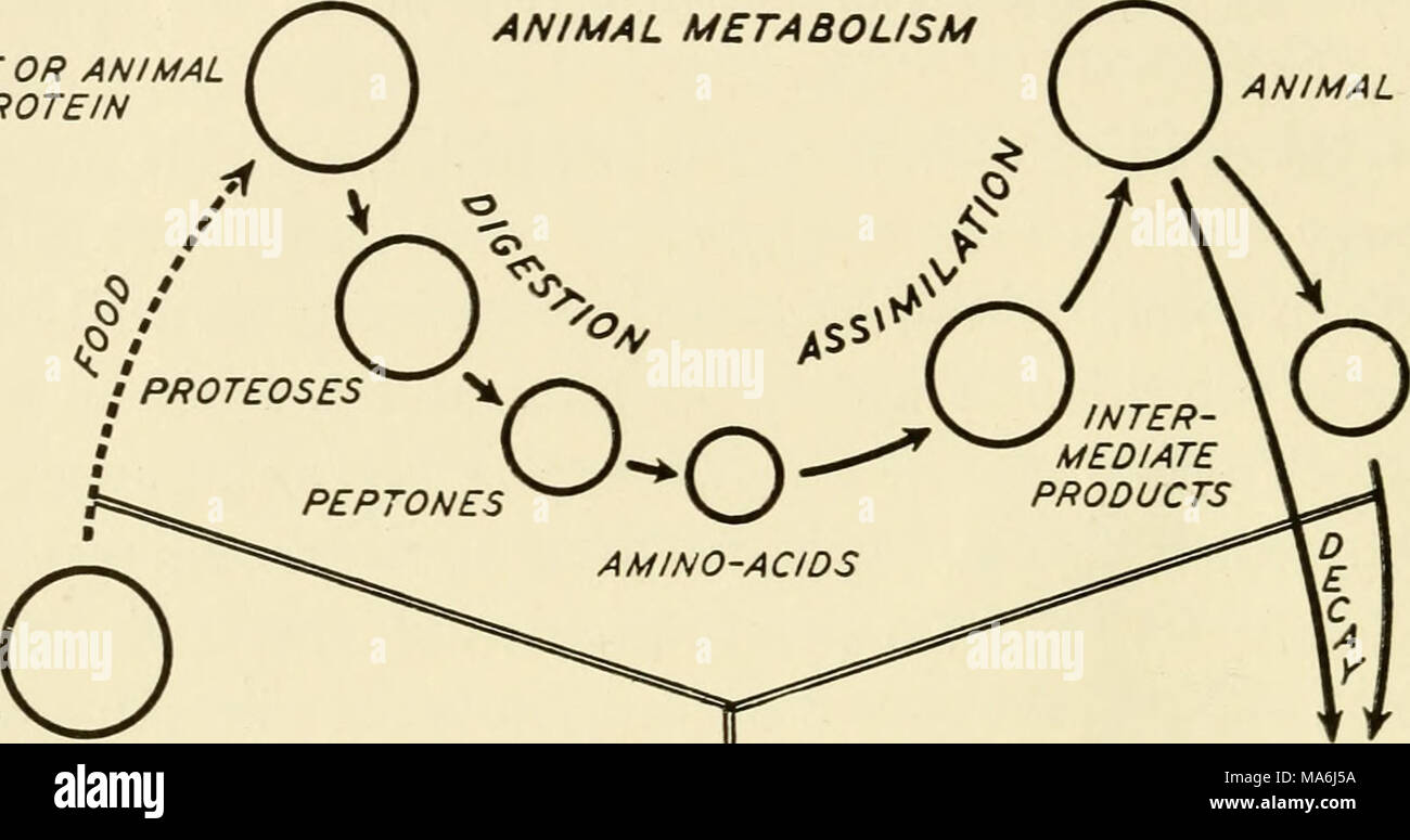 . Elements of biology, with special reference to their rôle in the ...