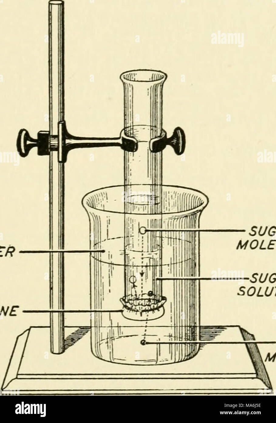 . Elements of biology, with special reference to their rôle in the ...
