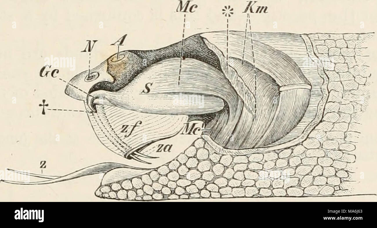 . Elements of the comparative anatomy of vertebrates Stock Photo - Alamy