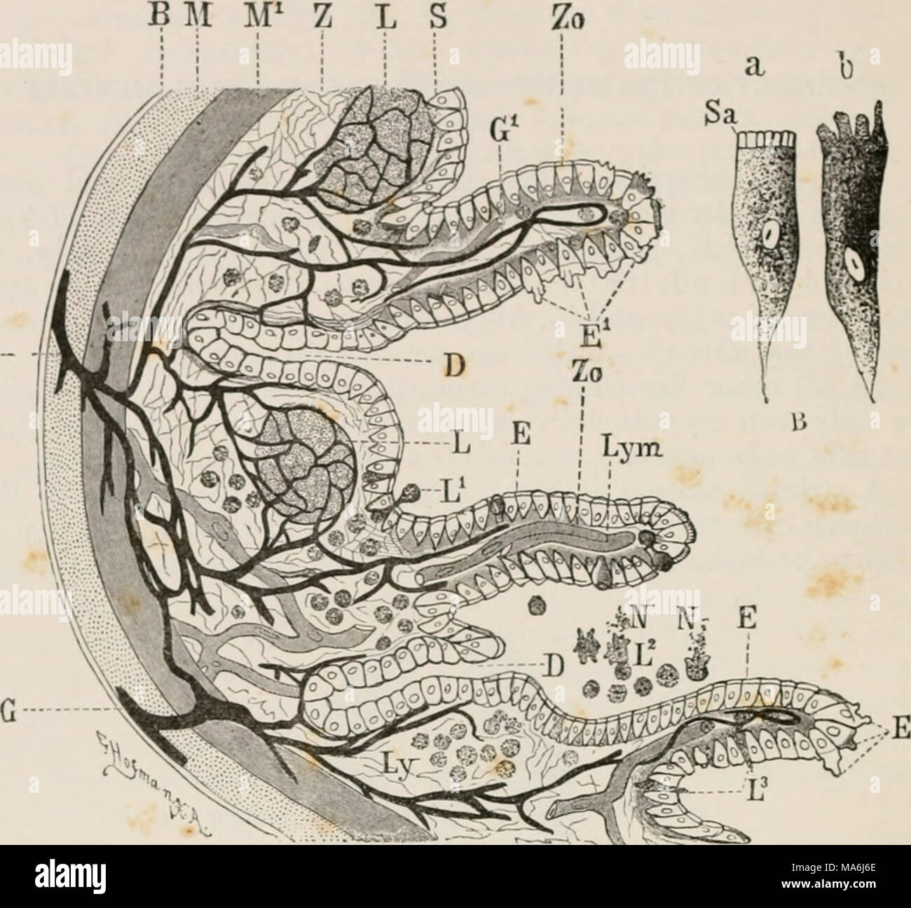 . Elements of the comparative anatomy of vertebrates Stock Photo - Alamy
