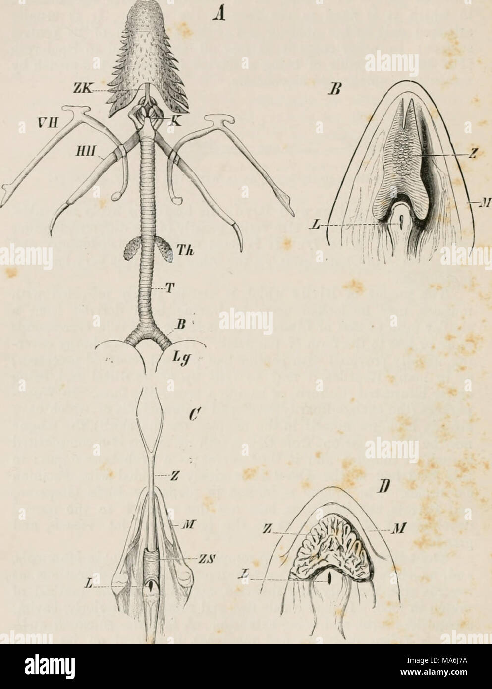 . Elements of the comparative anatomy of vertebrates Stock Photo - Alamy